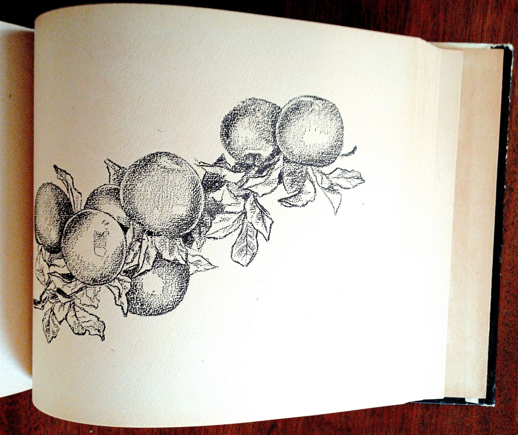 Nature's Garden Painting Book | Florence Notter